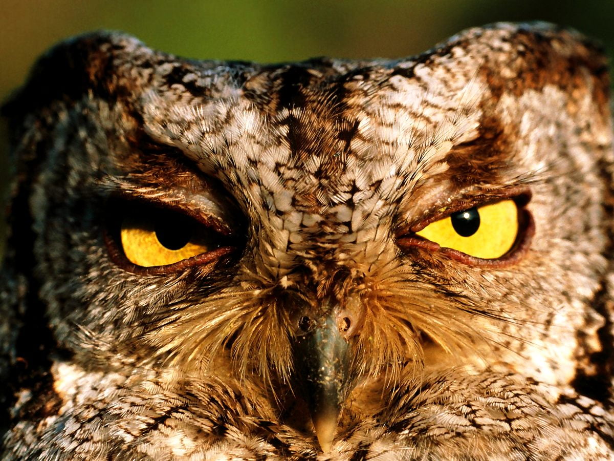 80+ Uil achtergronden HD | Gratis afbeeldingen