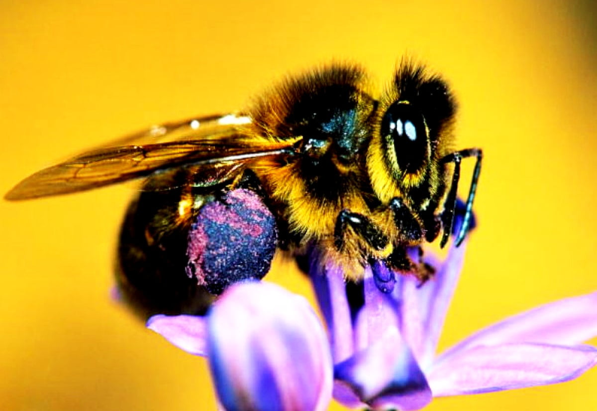 40+ Hommel achtergronden HD 🔥 Gratis afbeeldingen