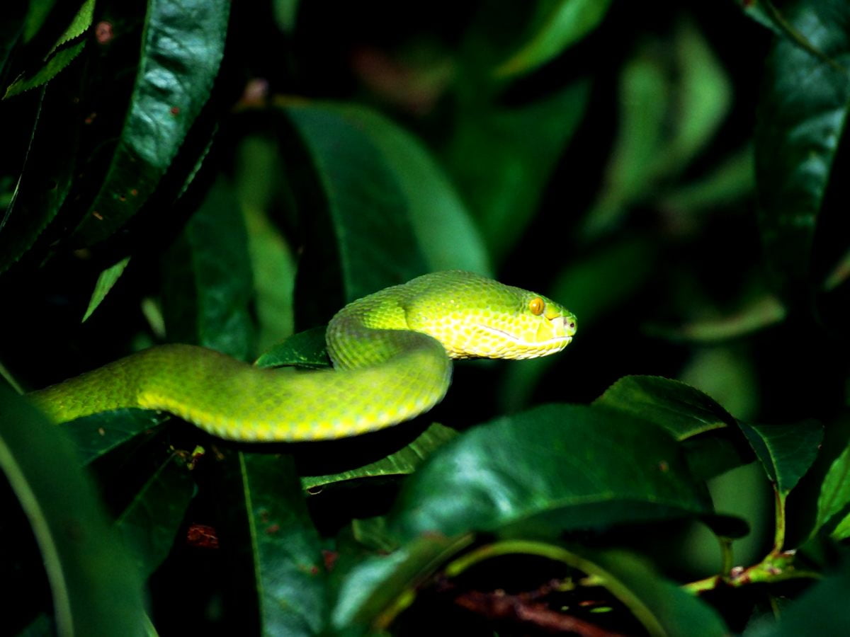 80+ Slang achtergronden HD 🔥 Gratis afbeeldingen