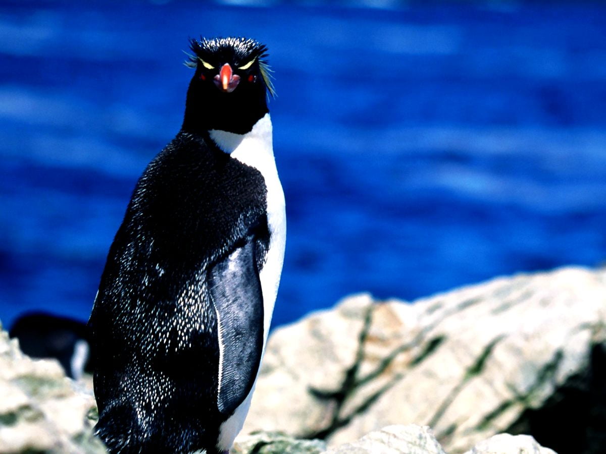 Rockhopper pinguïn achtergronden HD | Gratis afbeeldingen