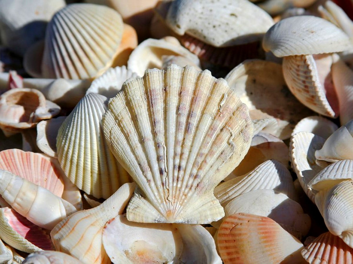 210+ Bureaublad achtergronden Shell 🔥 Gratis wallpapers