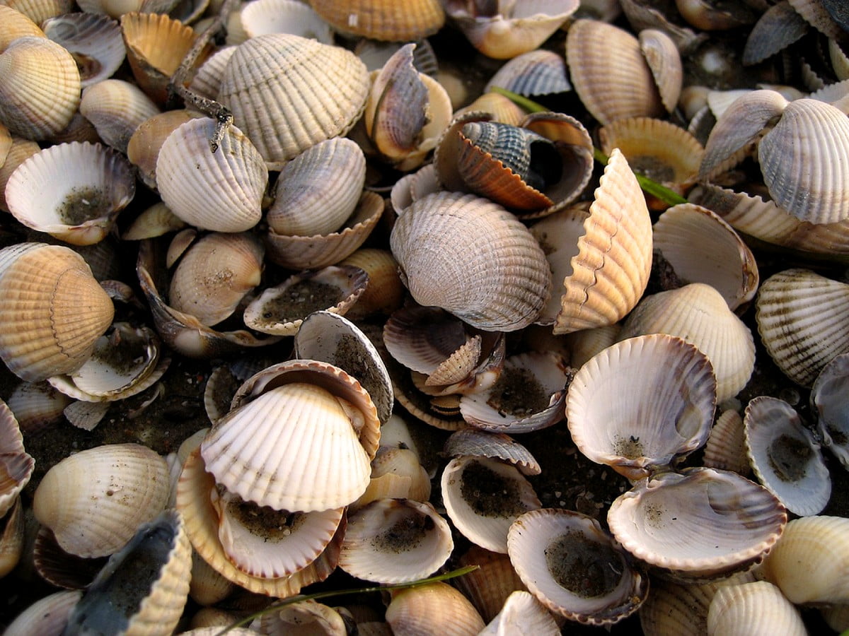 210+ 4K achtergronden Shell 🔥 Gratis foto's