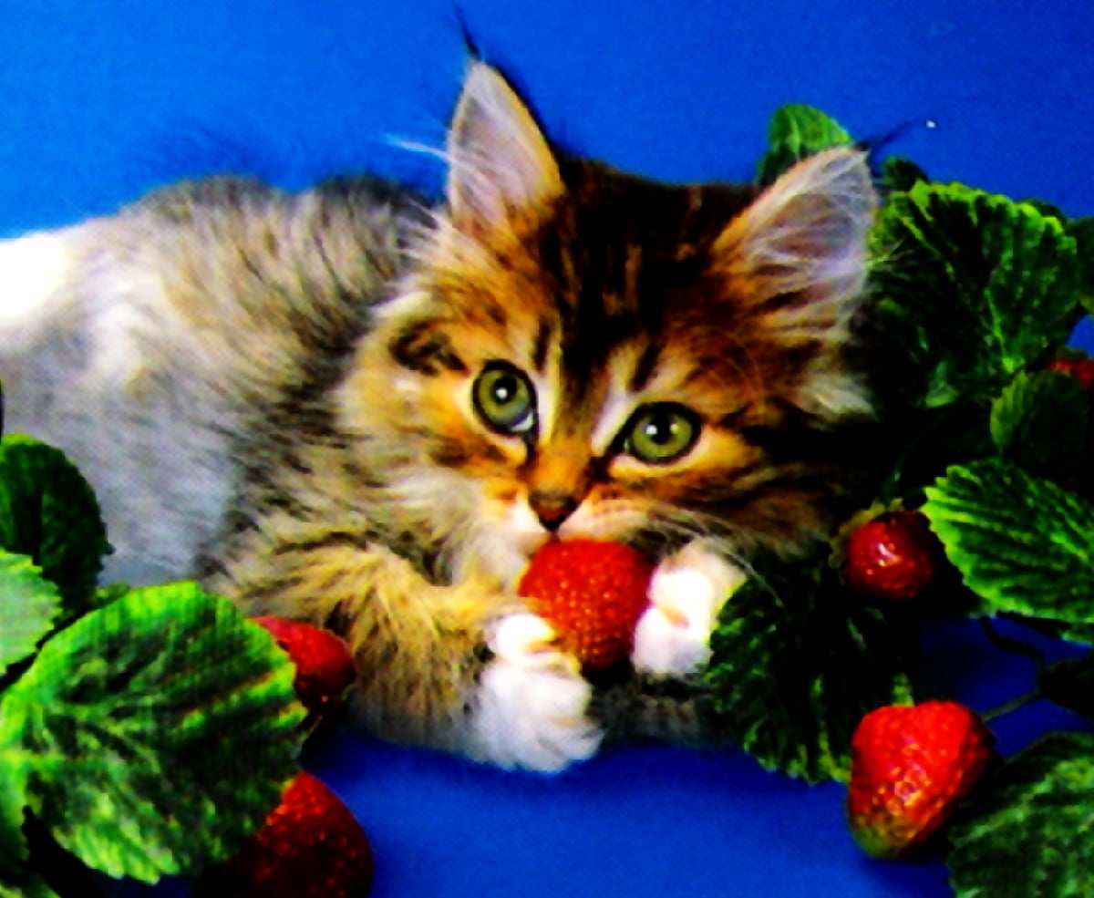 Esthetische achtergrond afbeelding Katten, Kittens, Katje | Beste ...