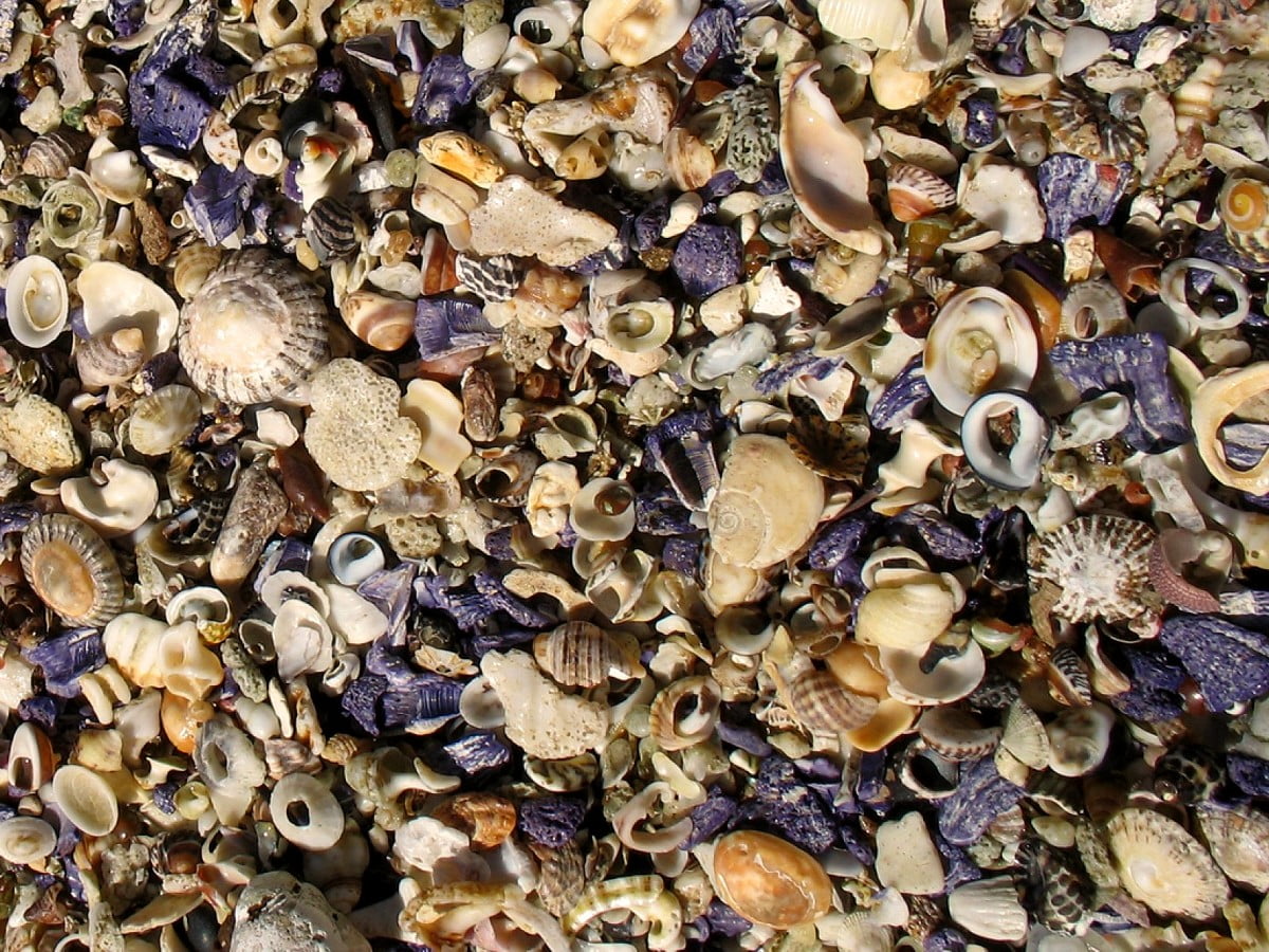 20+ Oester achtergronden HD | Gratis afbeeldingen