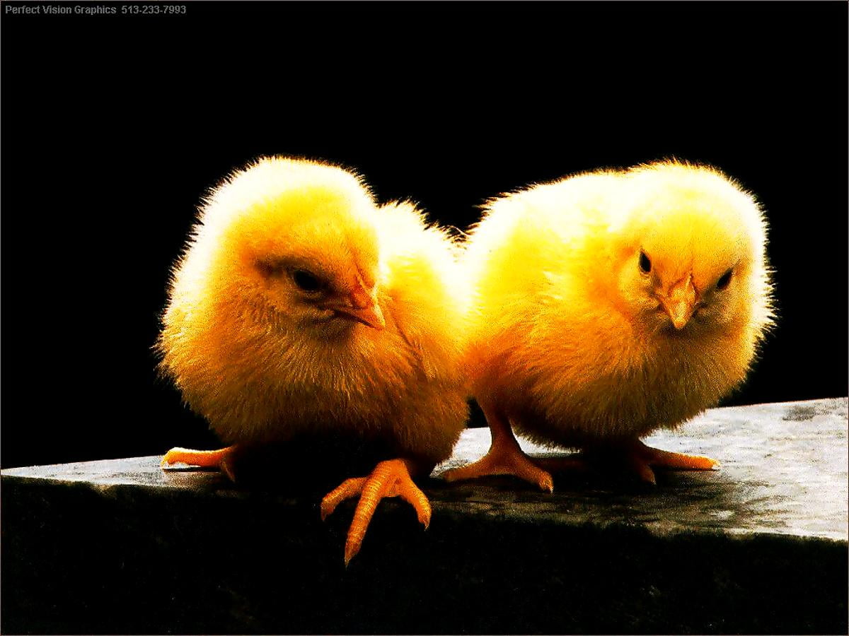 Bureaublad achtergrond Kip, Vogel, Dieren | Download achtergronden