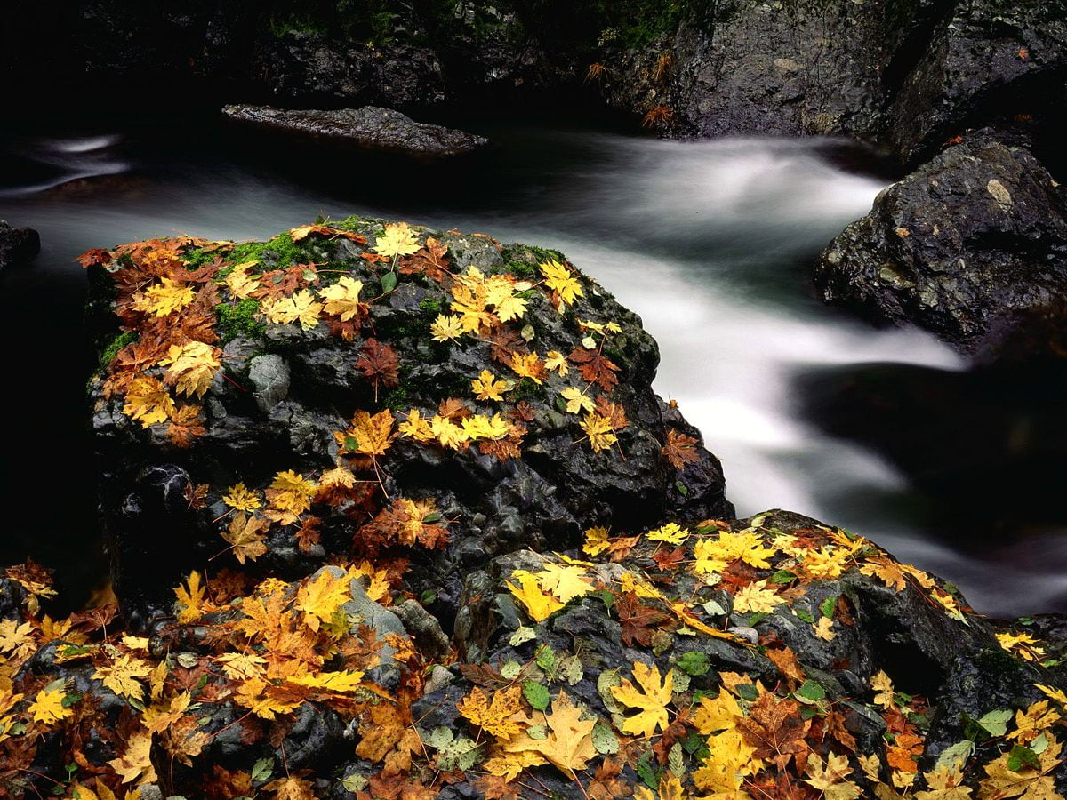 340+ HD achtergronden Herfst | Gratis afbeeldingen