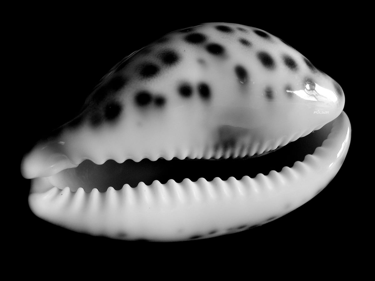 Achtergrond Shell, Zwarte, Witte | Beste Gratis achtergronden