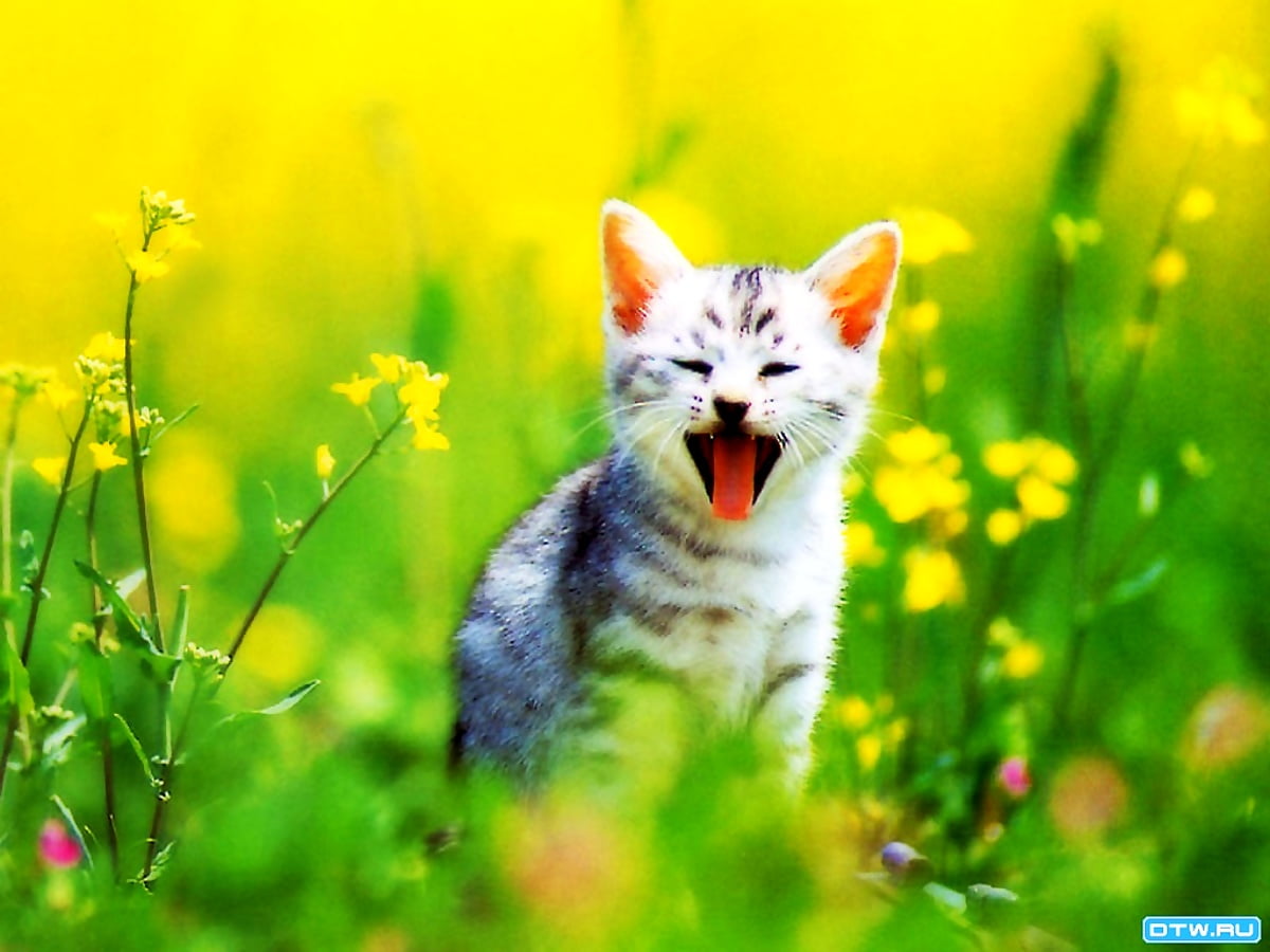 350+ 1920x1080 achtergronden Katten | Gratis foto's