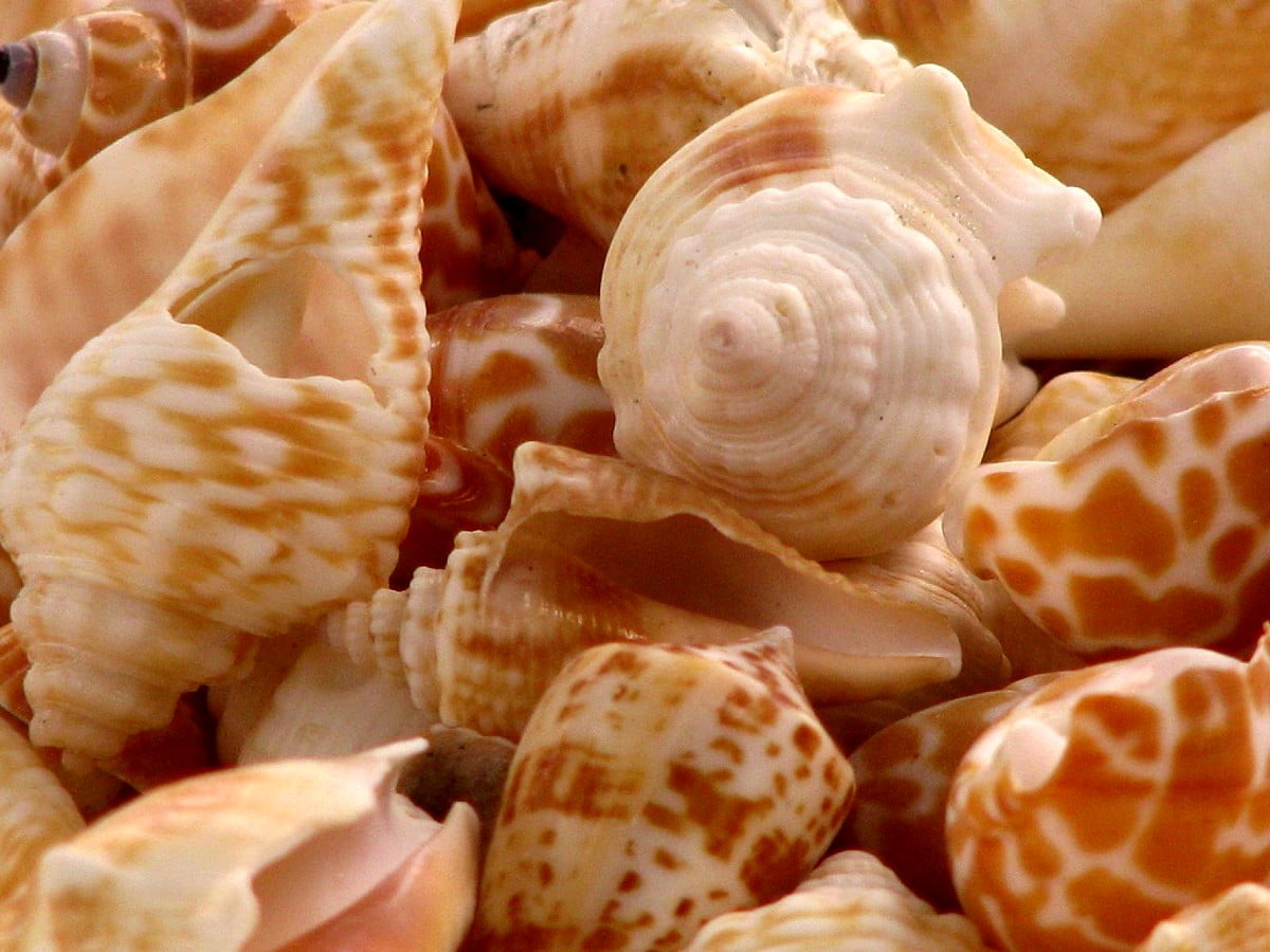 Achtergrond Shell, Schelp, Nagerecht | Beste Gratis achtergronden