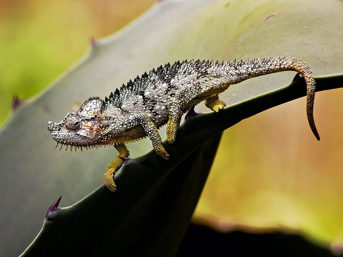 210+ Reptiel achtergronden HD | Gratis afbeeldingen