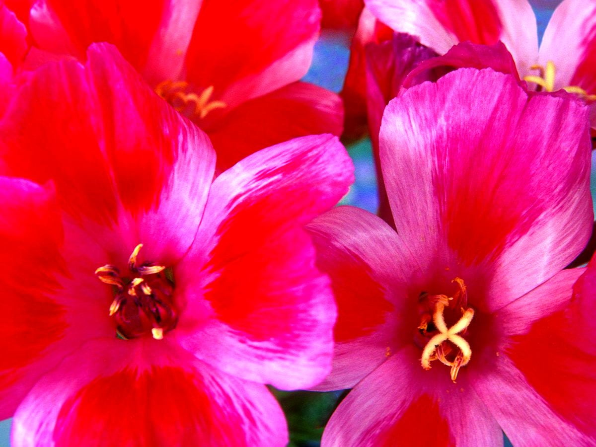2000+ HD achtergronden Bloemen | Gratis afbeeldingen