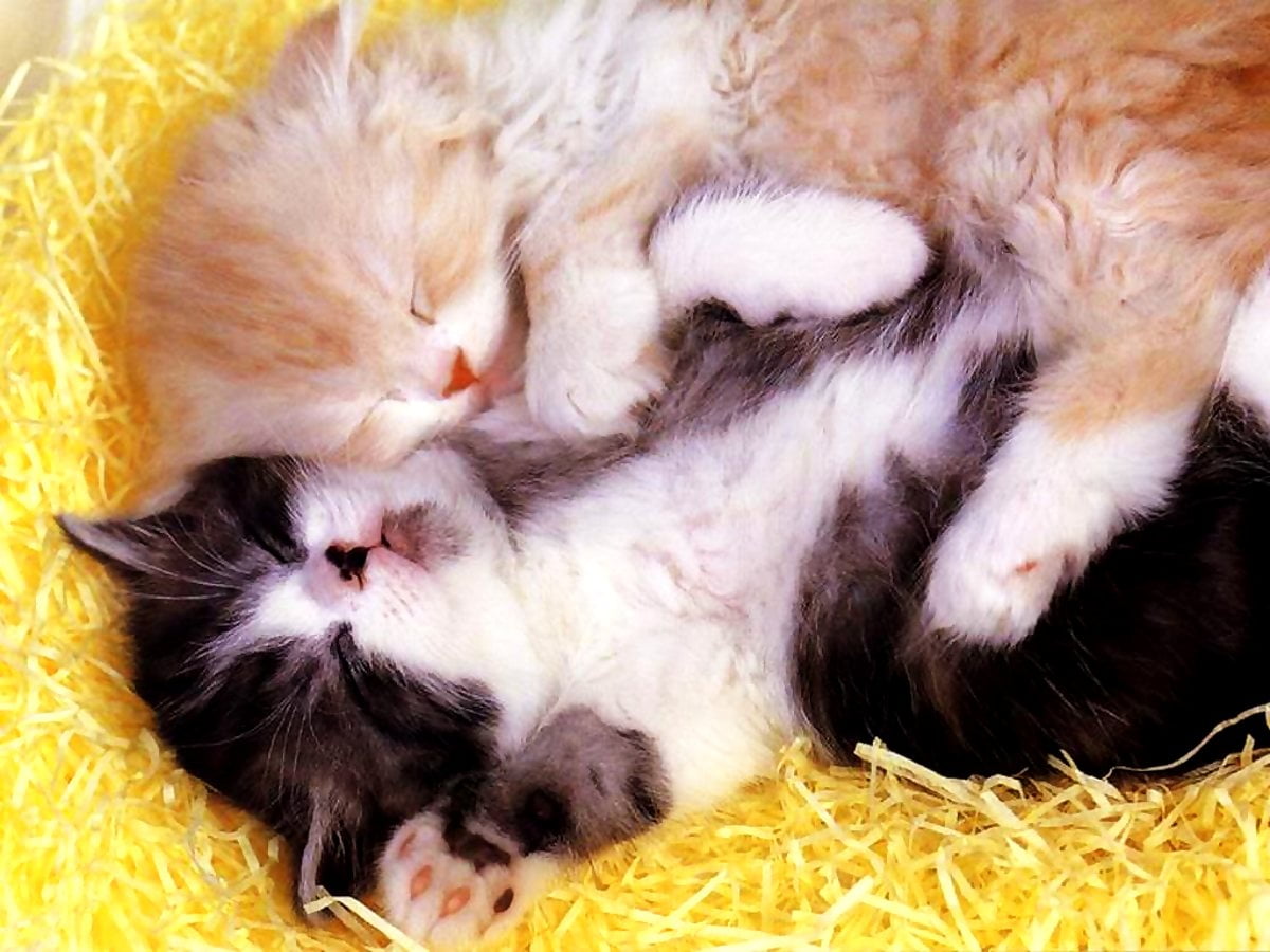150+ 4K achtergronden Kittens | Gratis foto's