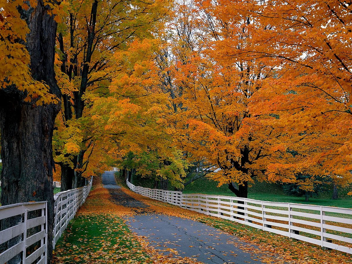 340+ 4K achtergronden Herfst | Gratis foto's