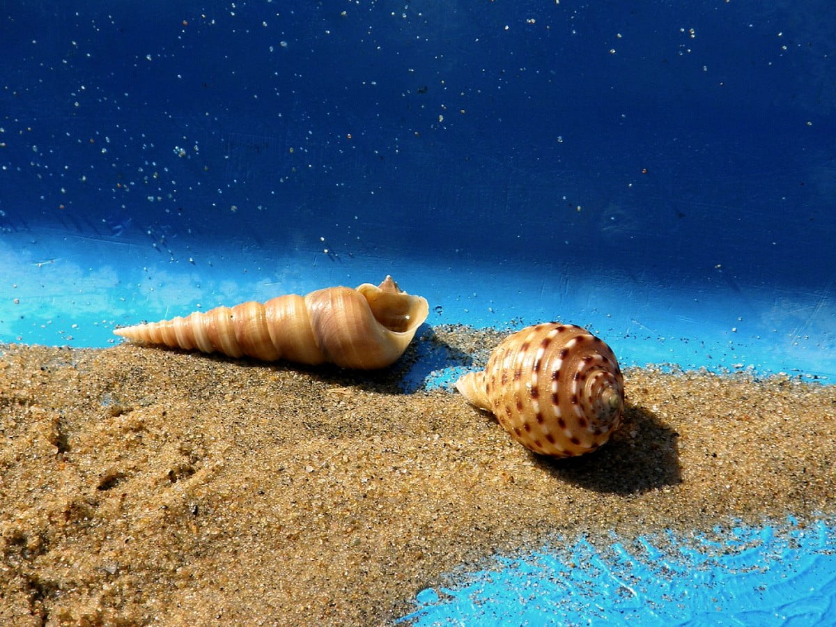 60+ Schelp achtergronden HD 🔥 Gratis afbeeldingen
