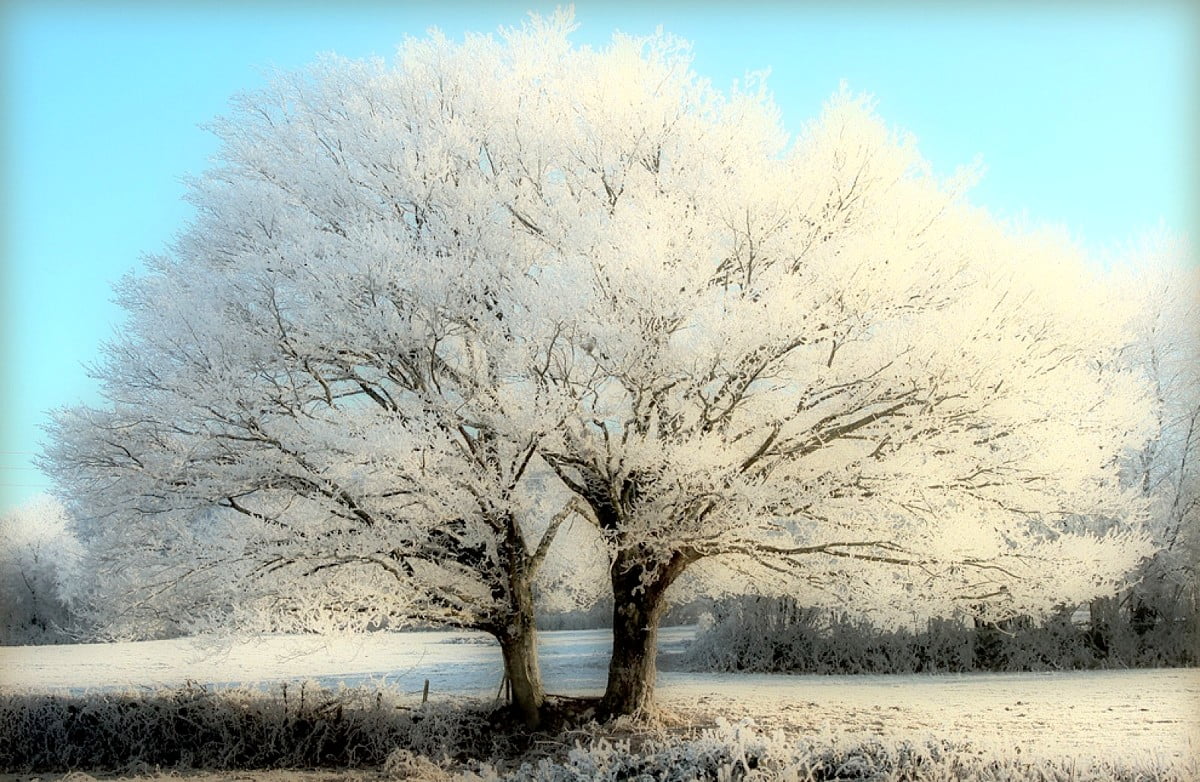 320+ 4K achtergronden Winter | Gratis foto's