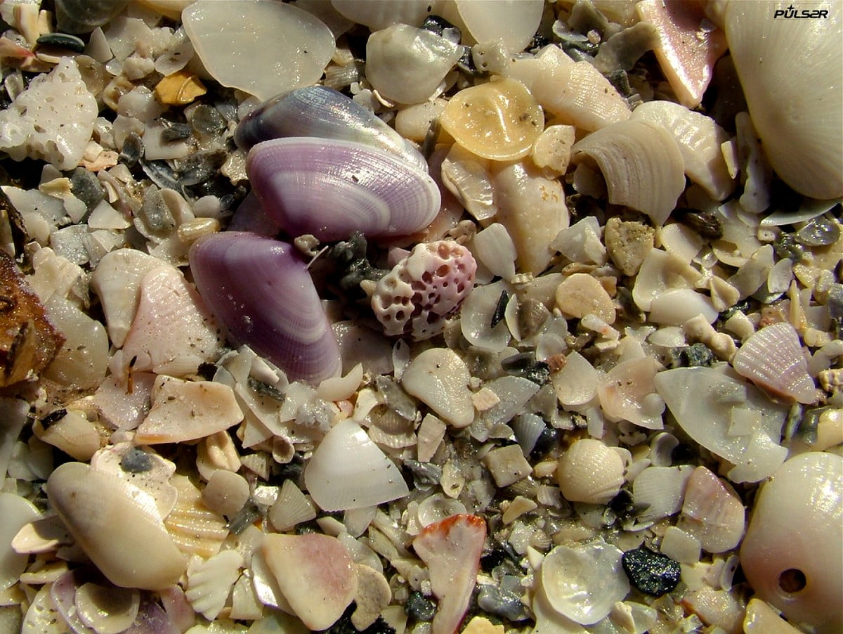 Shell, Grind, Kiezelsteen achtergrond | Betse wallpapers