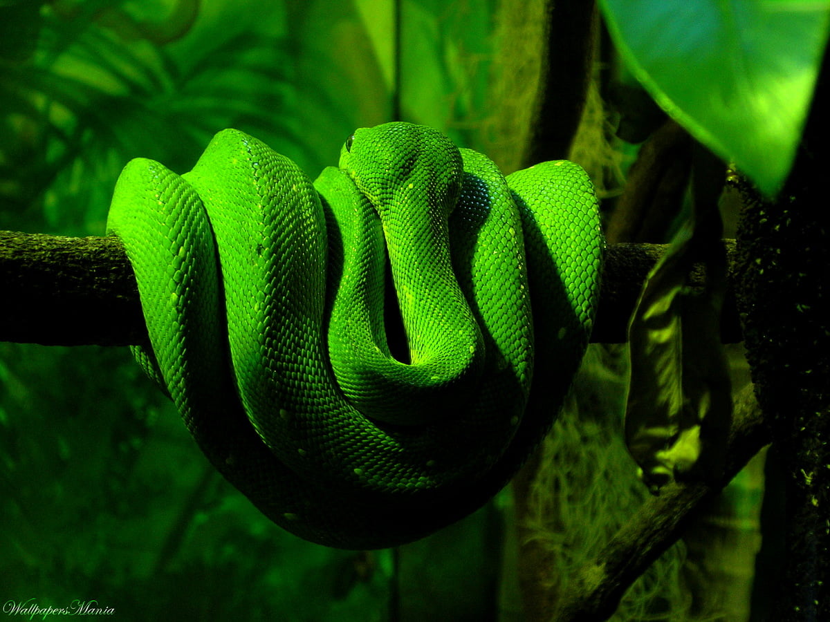 Mamba Achtergronden HD Gratis Afbeeldingen Mamba Achtergronden HD Gratis Afbeeldingen