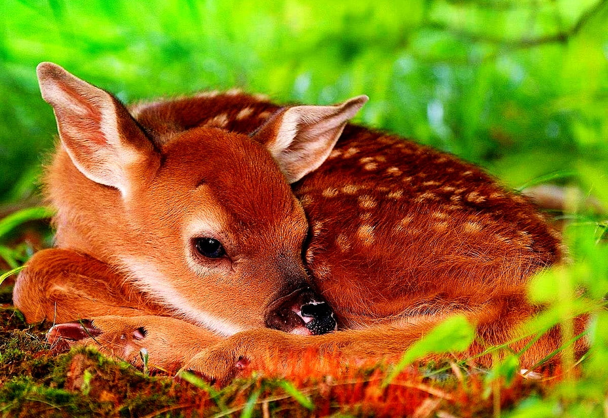 Herten Achtergronden Hd Wallpapers