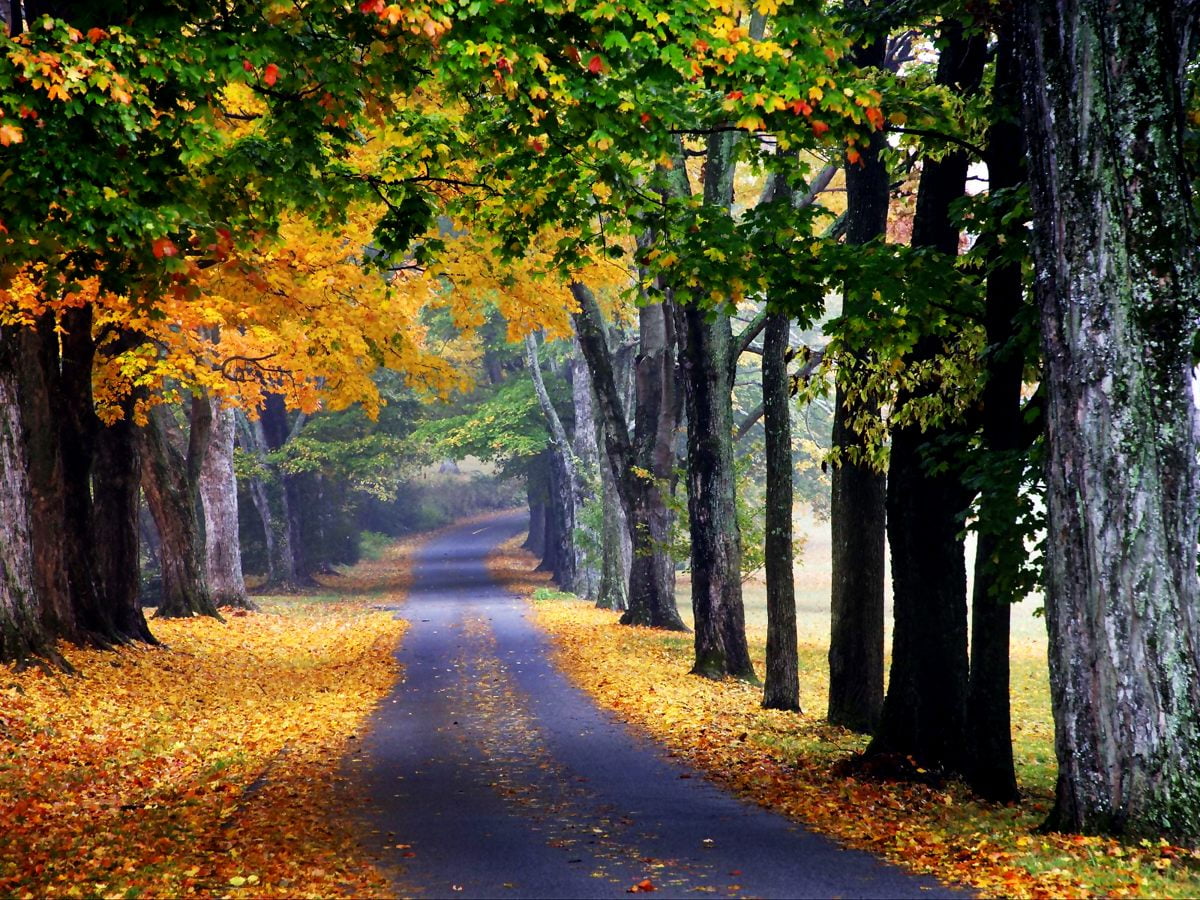 Woud, Natuur, Herfst achtergrond | TOP Gratis achtergronden