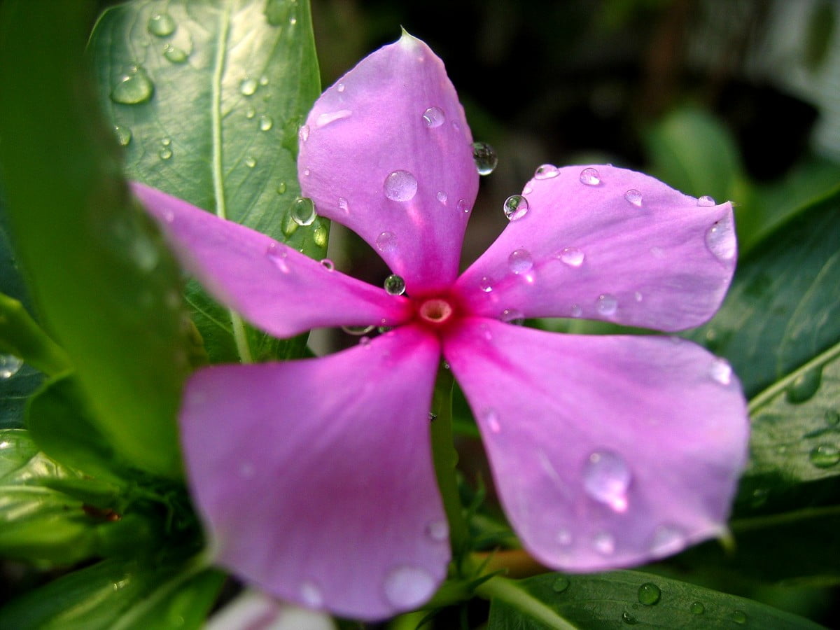 2000+ HD achtergronden Bloemen 🔥 Gratis afbeeldingen