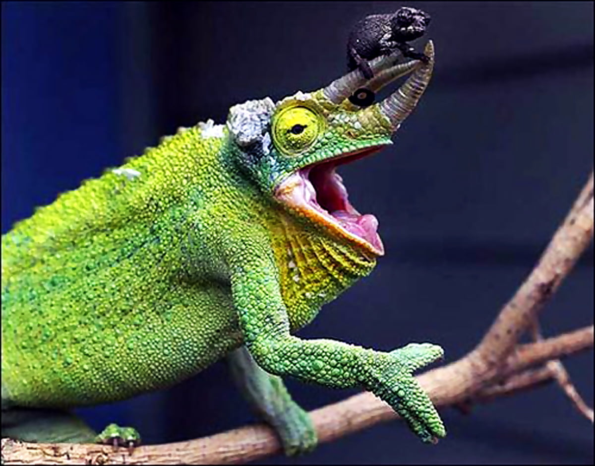 Afbeelding voor achtergrond Reptiel, Kameleon, Gewone Kameleon ...