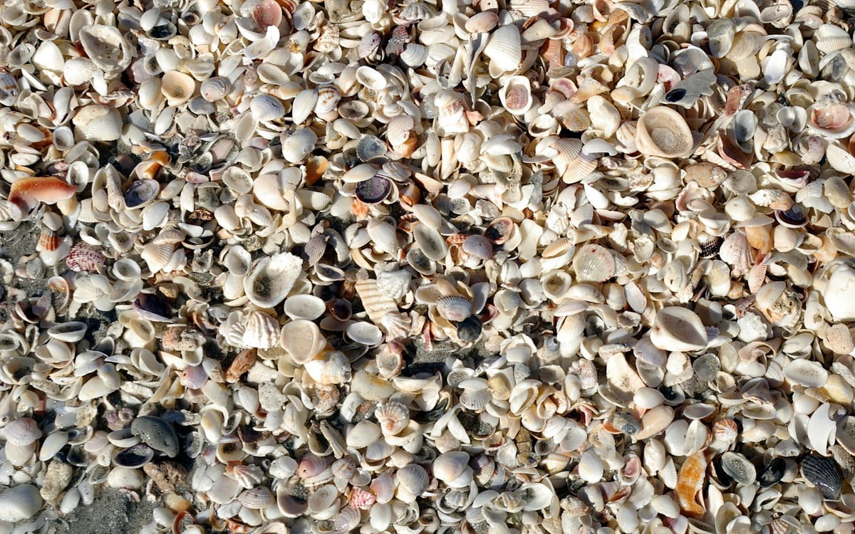 Shell, Rotsen, Grind achtergrond | Betse achtergronden