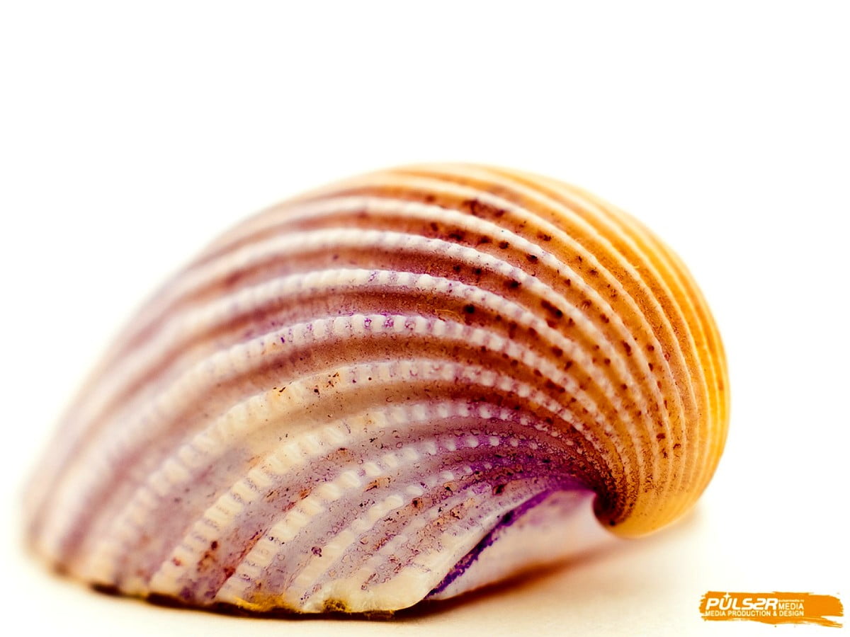 40+ Slak achtergronden HD | Gratis afbeeldingen