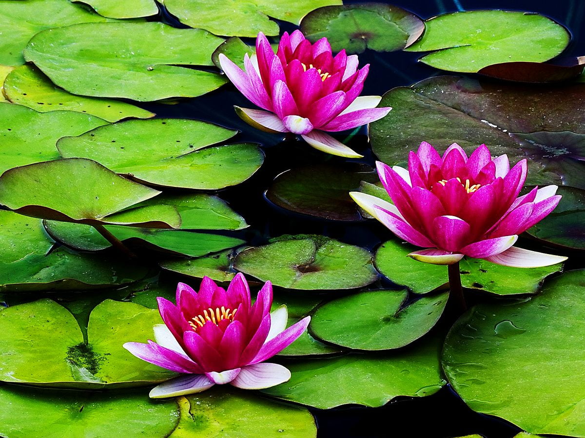 2000+ HD achtergronden Bloemen 🔥 Gratis afbeeldingen