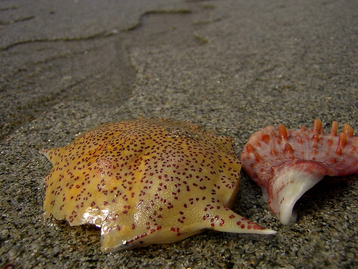 Mooie Shell, Schelp, Geografie Kegel achtergrond | Betse achtergronden