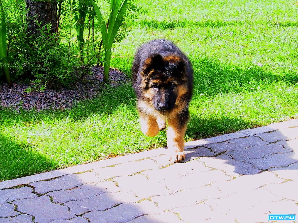 180+ Honden wallpapers HD | Gratis achtergronden