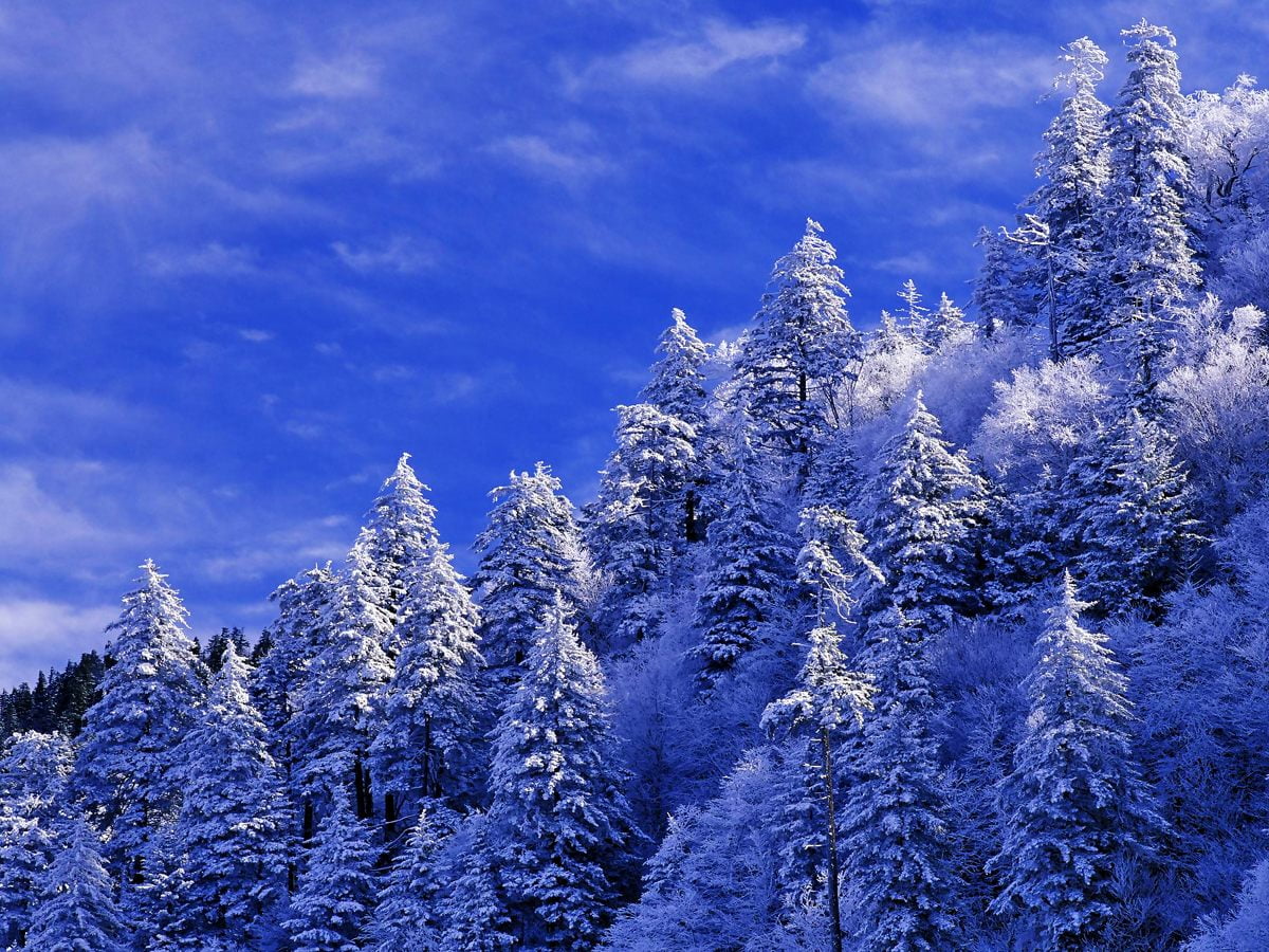 320+ 4K achtergronden Winter | Gratis foto's