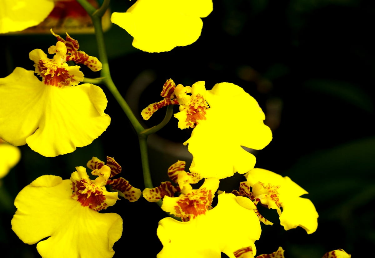 Toorts achtergronden HD | Gratis afbeeldingen
