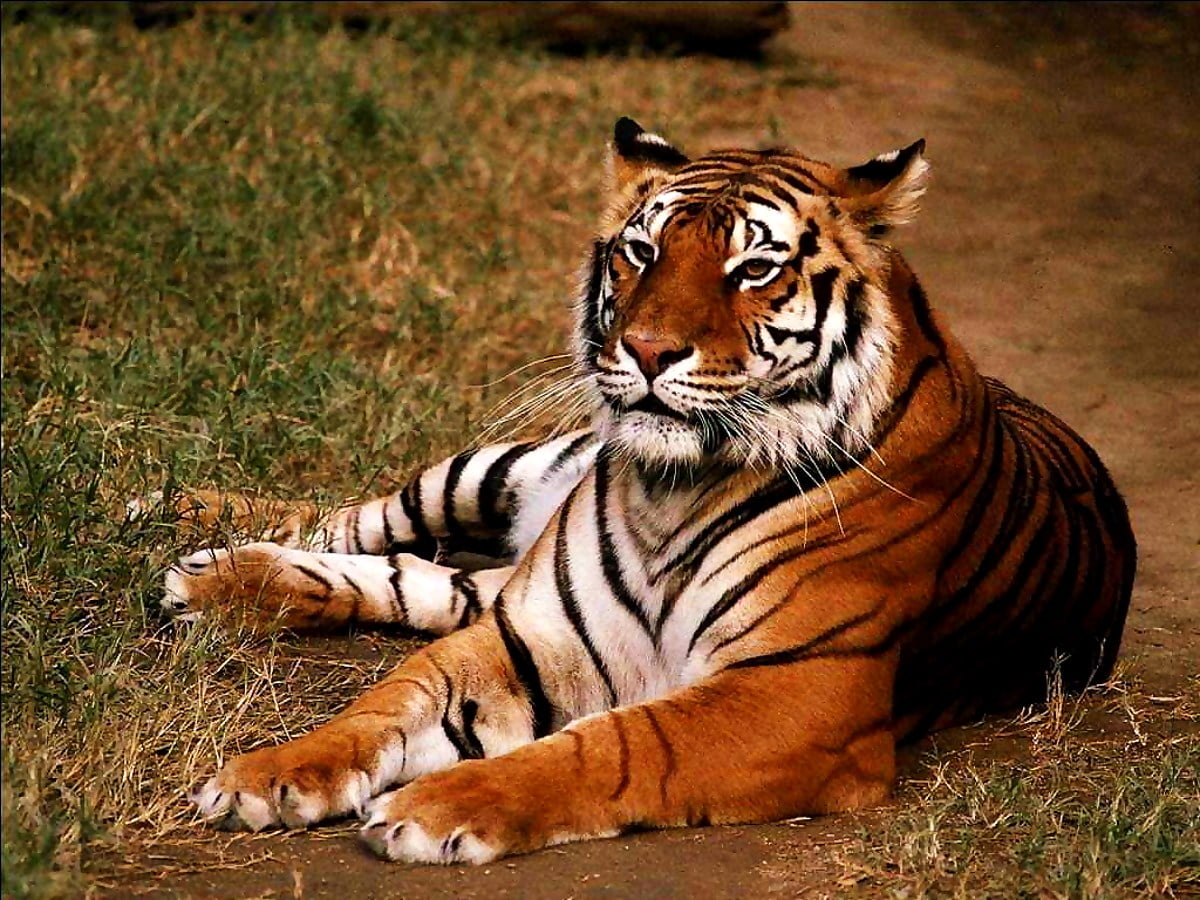 Achtergrond Tijger, Wildlife, Bengaalse Tijger | Download foto's