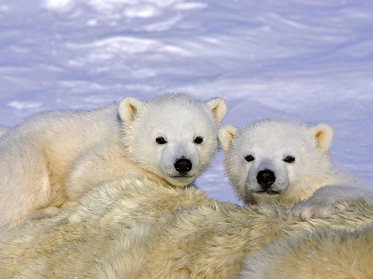 60+ Beer achtergronden HD 🔥 Gratis afbeeldingen