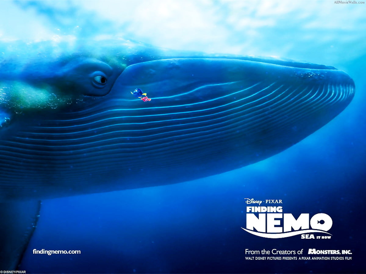 Finding Nemo achtergronden HD | Gratis afbeeldingen