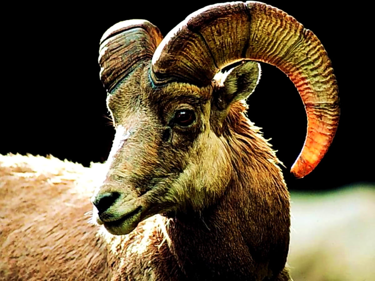 Achtergrond Argali, Toeter, Wildlife | Gratis TOP achtergronden