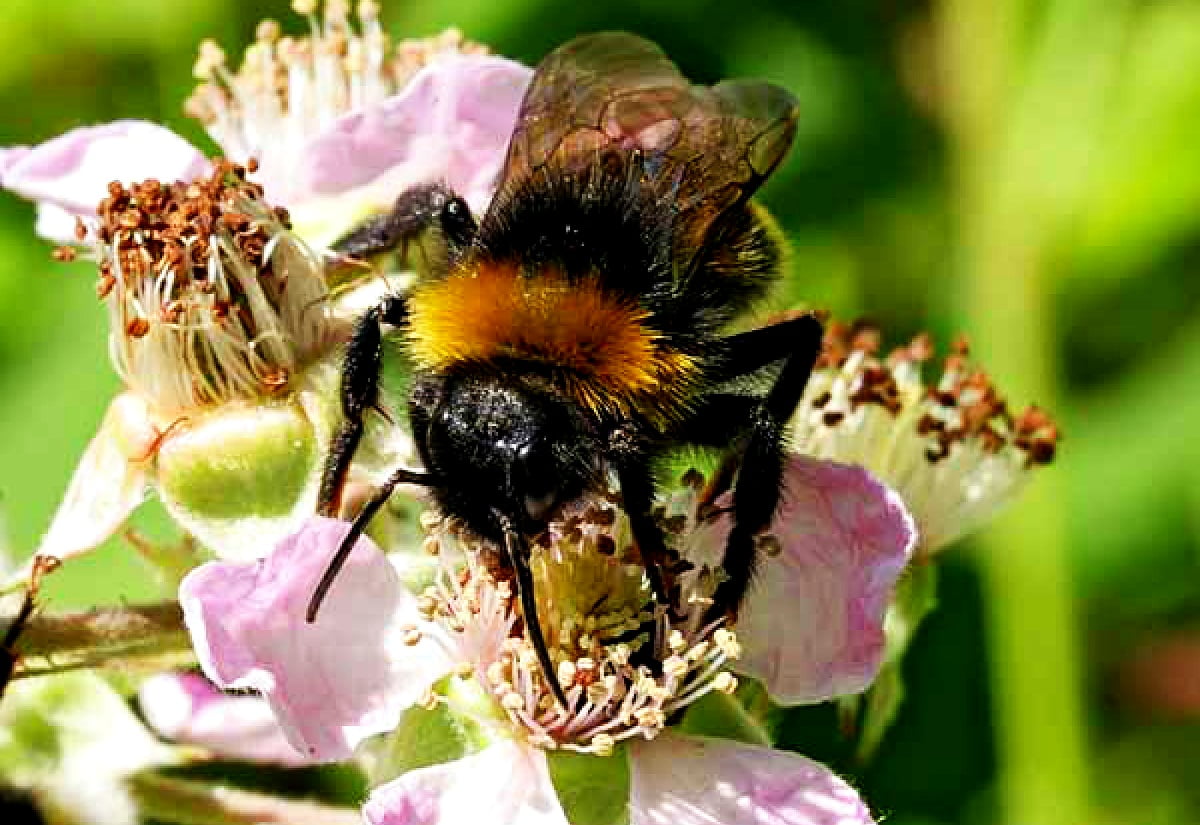 Bureaublad achtergrond Bij, Honingbij, Insecten | Download Gratis ...
