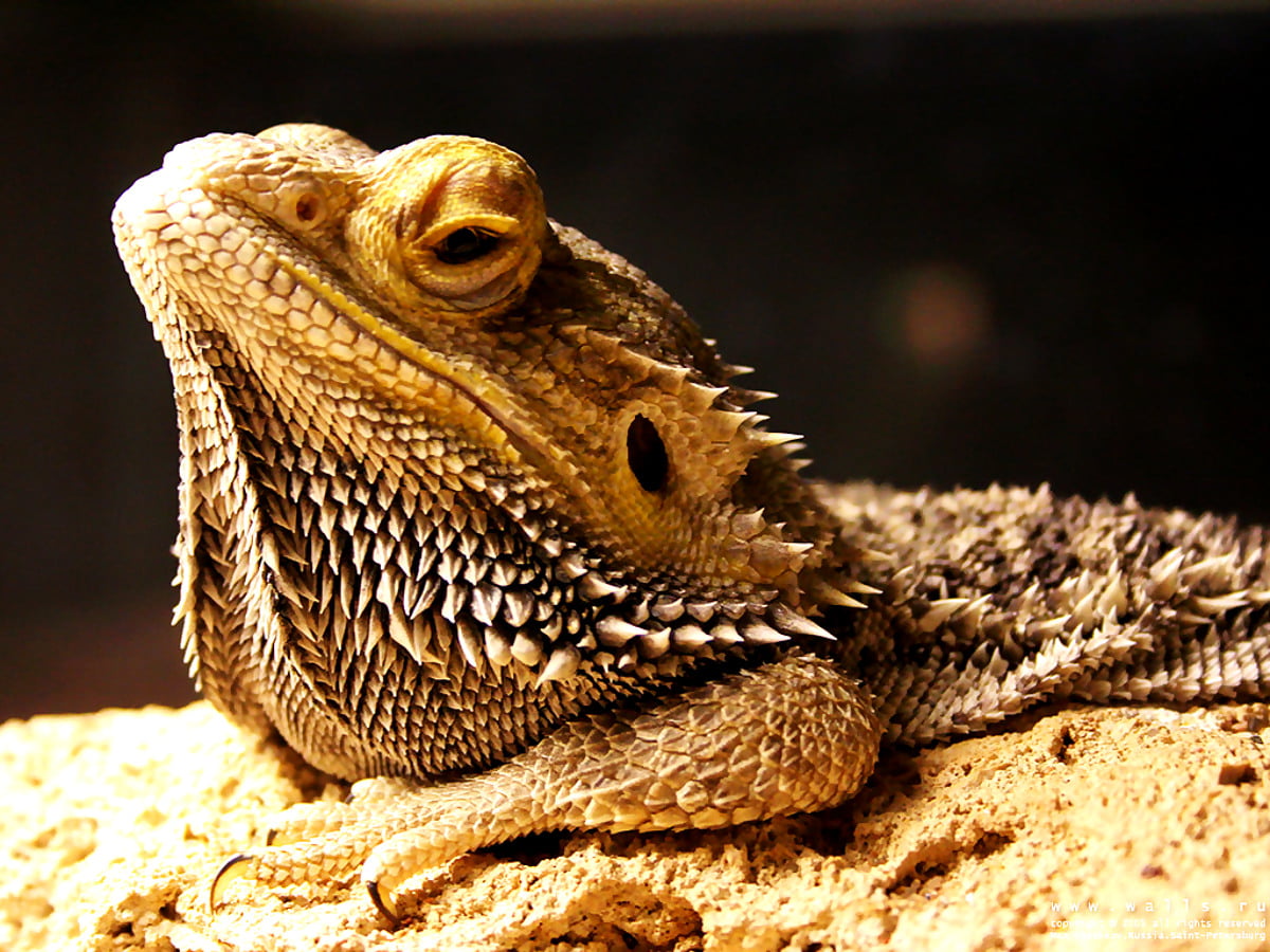 Reptiel, Dieren, Hagedis bureaublad achtergrond | Download Gratis ...