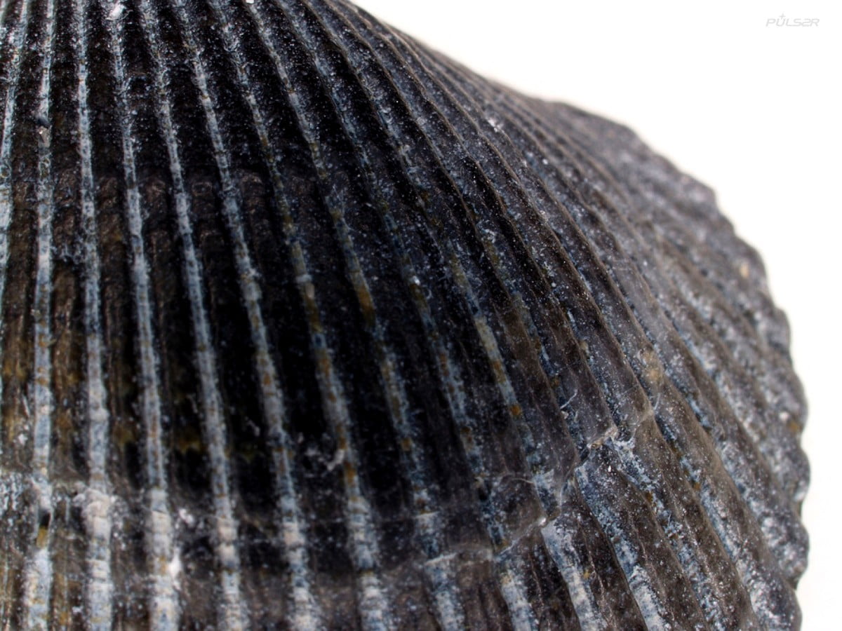 210+ Shell achtergronden telefoon | Gratis afbeeldingen