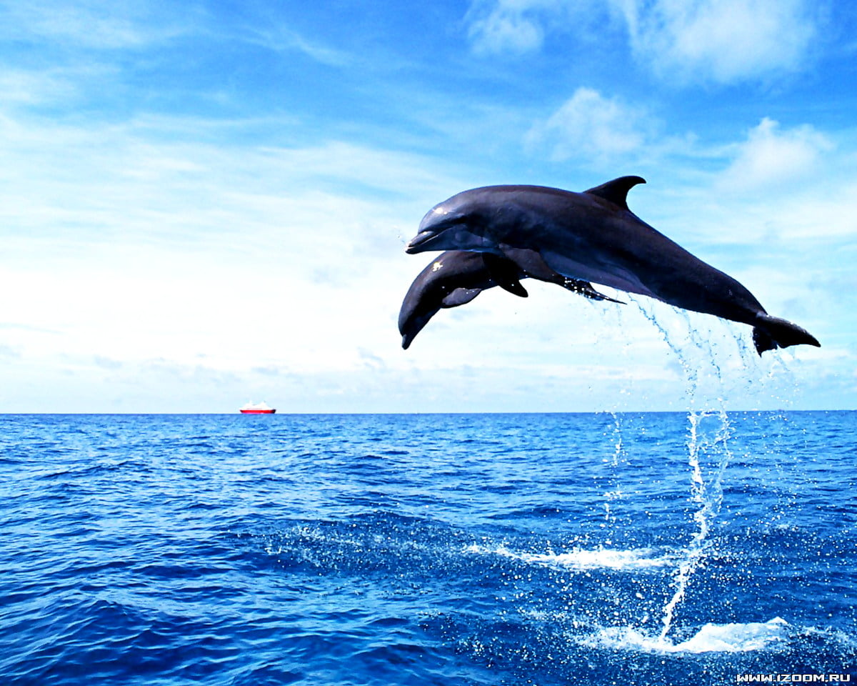 Bureaublad achtergrond Dolfijn, Tursiops, Dieren | Betse afbeeldingen