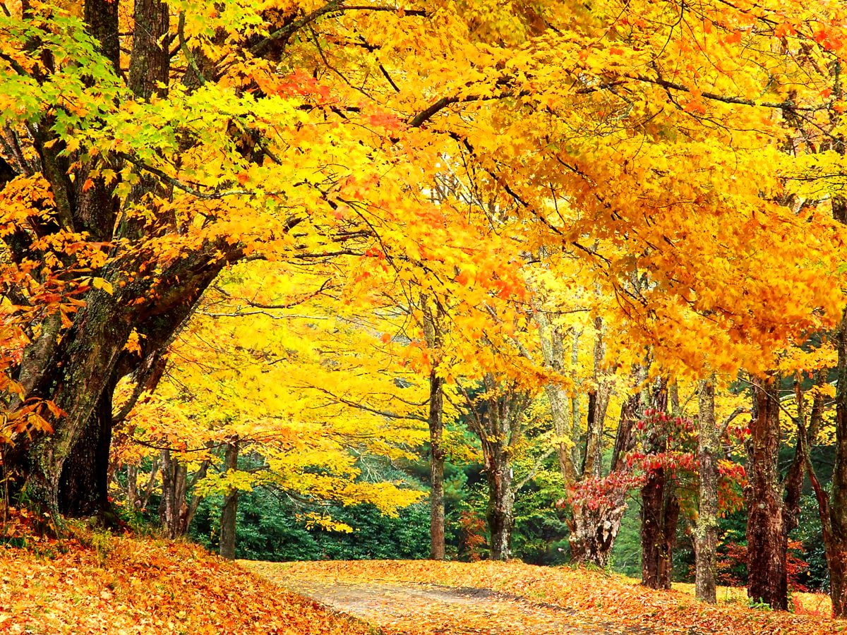 340+ HD achtergrond foto's Herfst | Gratis achtergronden