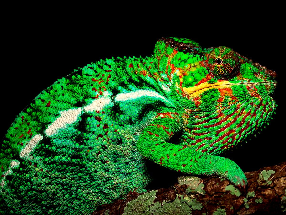 Kameleon achtergronden HD | Gratis afbeeldingen