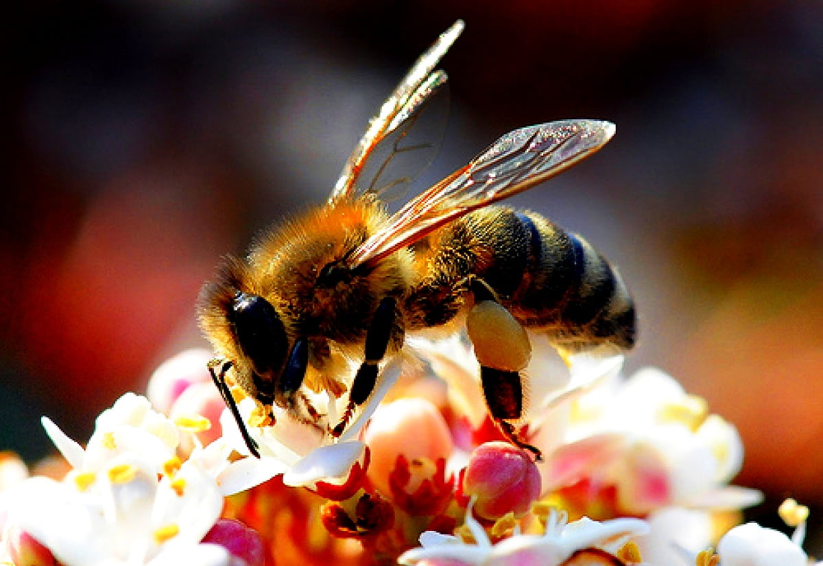 Bij, Honingbij, Insecten bureaubladafbeelding 🔥 Beste Gratis afbeeldingen