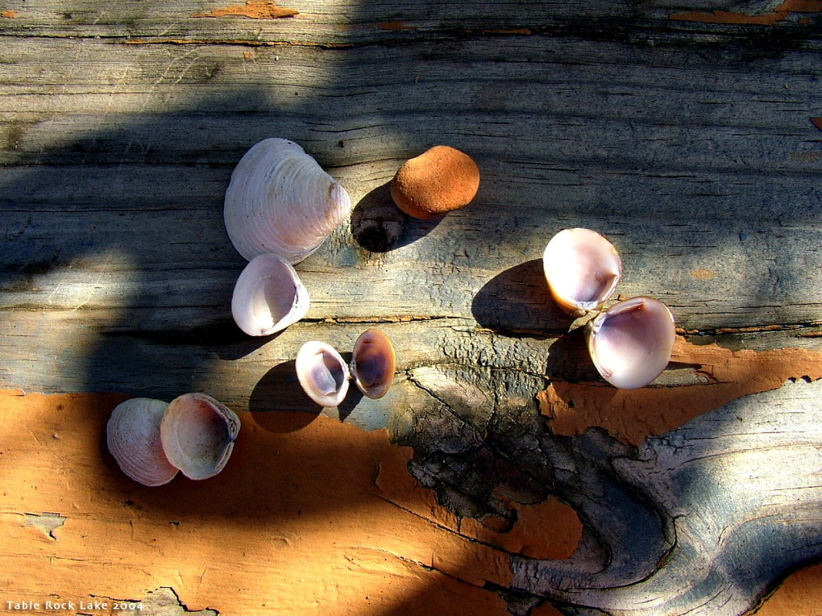 210+ Bureaublad achtergronden Shell | Gratis wallpapers