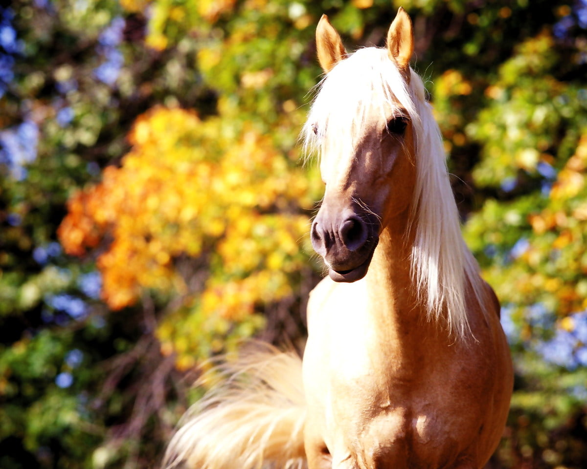 100+ Mustang paard achtergronden telefoon | Gratis afbeeldingen