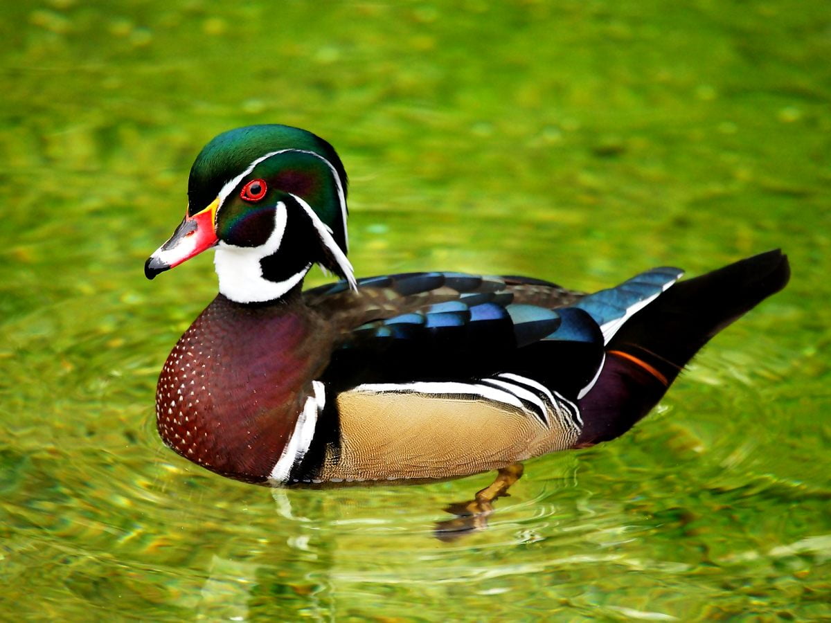 Carolina-eend achtergronden HD | Gratis afbeeldingen