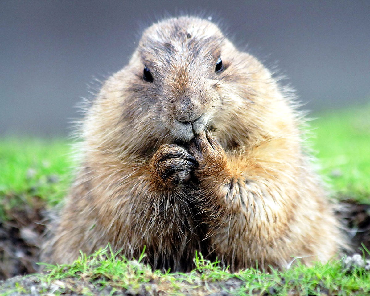 Marmot, Dieren, Prairiehonden achtergrond | Download Gratis wallpapers