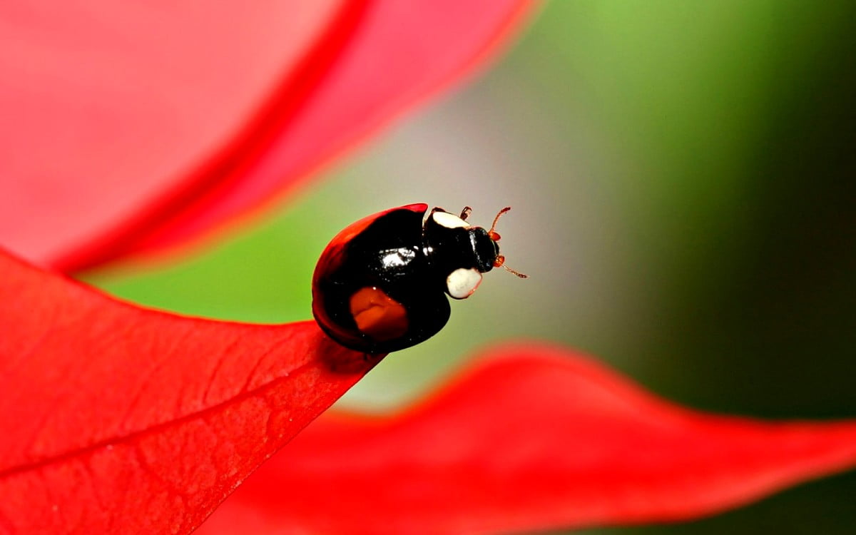 Macro, Insecten, Rode bureaublad achtergrond | Gratis Beste achtergronden
