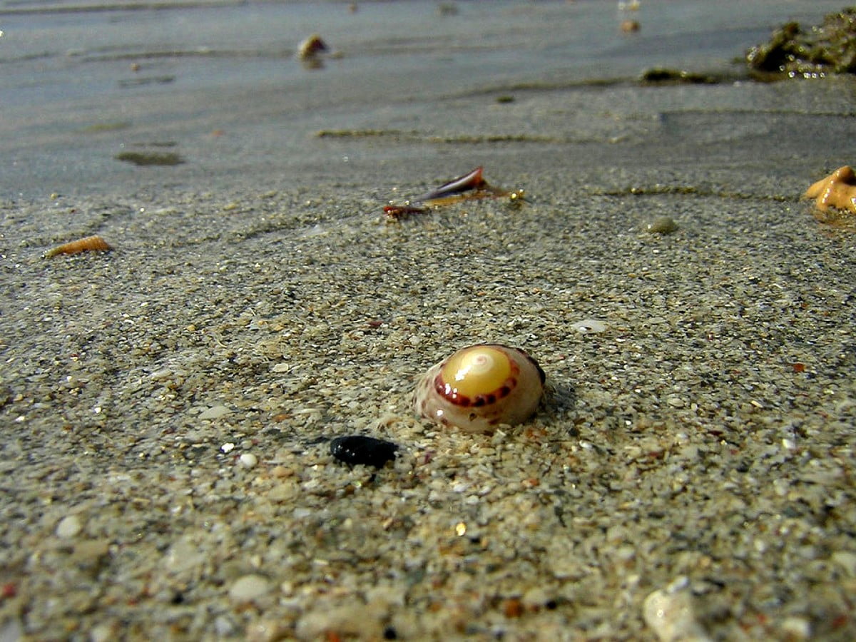 Achtergrond Oceaan Leven, Zand, Strand | Gratis TOP achtergronden