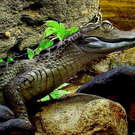 Reptiel, Krokodil, Zeekrokodil achtergrond | Betse achtergronden